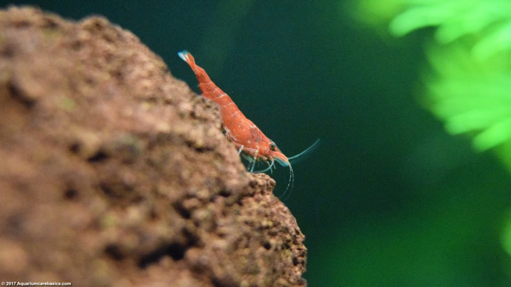 Red Cherry Shrimp, Care, Feeding, Tank Mates & Lifespan