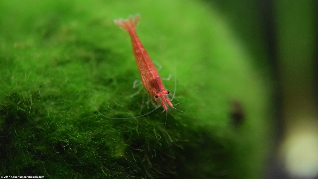 Red Cherry Shrimp, Care, Feeding, Tank Mates & Lifespan
