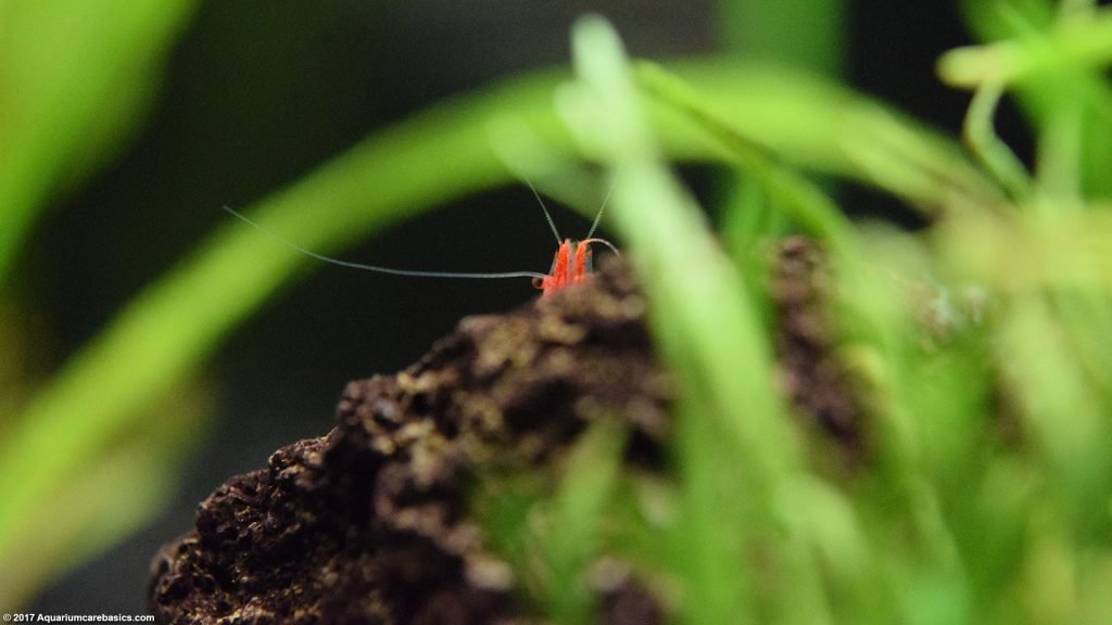 Red Cherry Shrimp, Care, Feeding, Tank Mates & Lifespan
