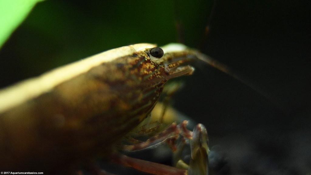 Freshwater Shrimp Can Be Great Additions To A Tank - Video