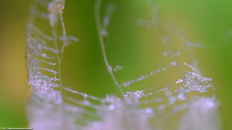 Amazon Sword Plant Care, Growth Rate, Roots & Leaves