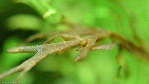 Water Sprite Plant Care, Floating Roots & Reproduction