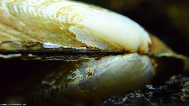 Asian Gold Clam: Care, Feeding, Size, Tank Mates - Video