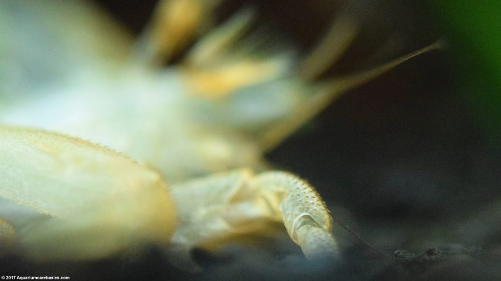 Bamboo Shrimp: Tank Mates, Food, Care, Feeding - Video