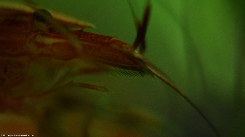 Freshwater Shrimp Can Be Great Additions To A Tank - Video