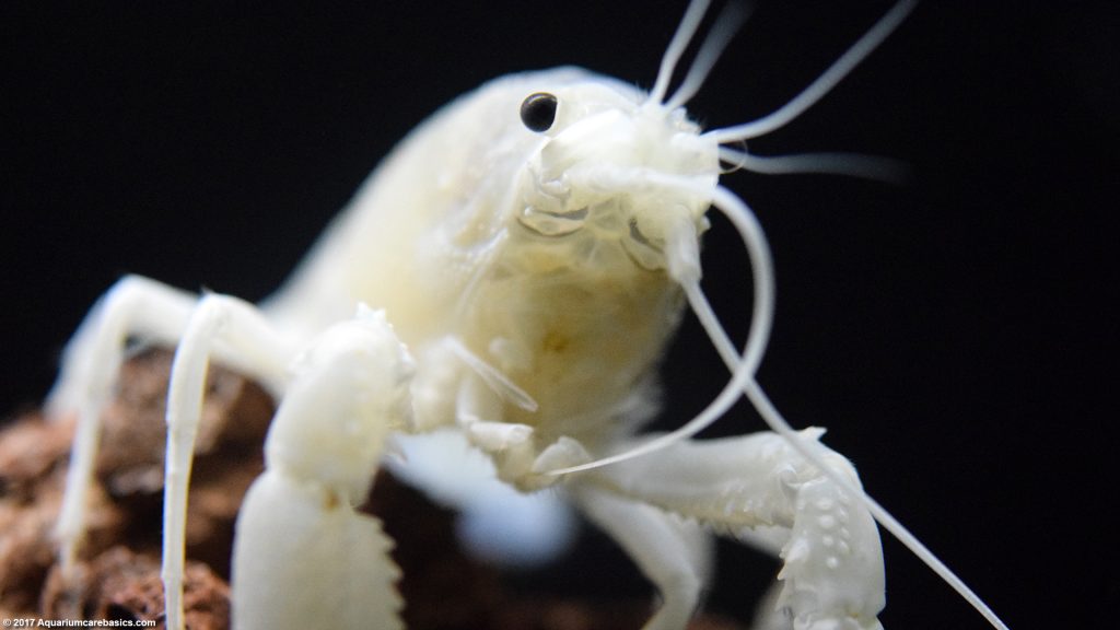 White Crayfish: Care, Size, Feeding, Tankmates & Molting - Video