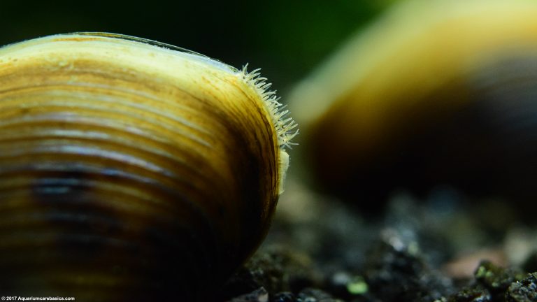 Freshwater Clams: Care, Food, Size, Lifespan & Tankmates - Video