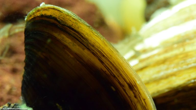 Freshwater Clams: Care, Food, Size, Lifespan & Tankmates - Video