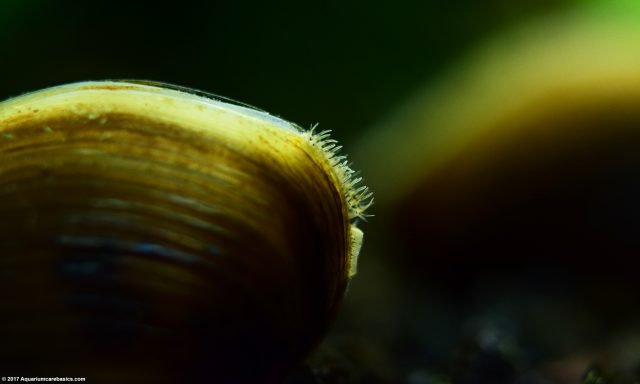 Freshwater Clams: Care, Food, Size, Lifespan & Tankmates - Video
