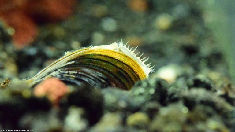 Freshwater Clams: Care, Food, Size, Lifespan & Tankmates - Video