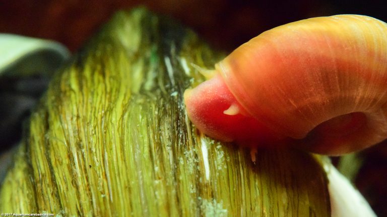 Freshwater Clams: Care, Food, Size, Lifespan & Tankmates - Video