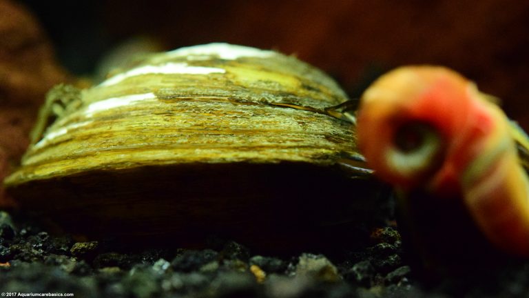 Freshwater Clams: Care, Food, Size, Lifespan & Tankmates - Video
