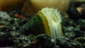 Freshwater Clams: Care, Food, Size, Lifespan & Tankmates - Video