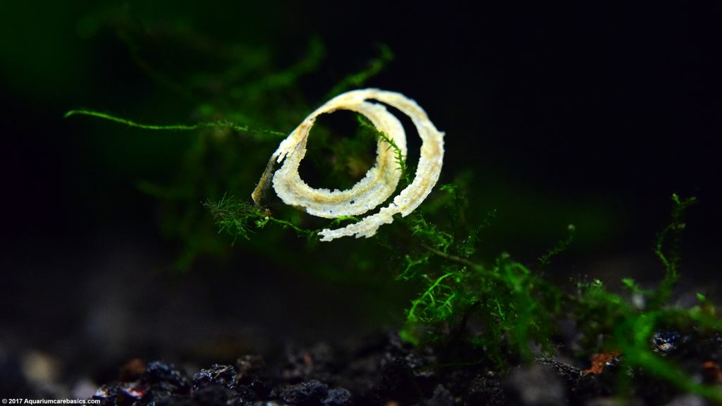 Freshwater Snails: Types Of Aquarium Snails Available In Stores