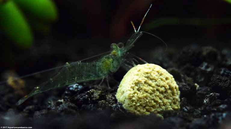 Freshwater Shrimp Can Be Great Additions To A Tank - Video