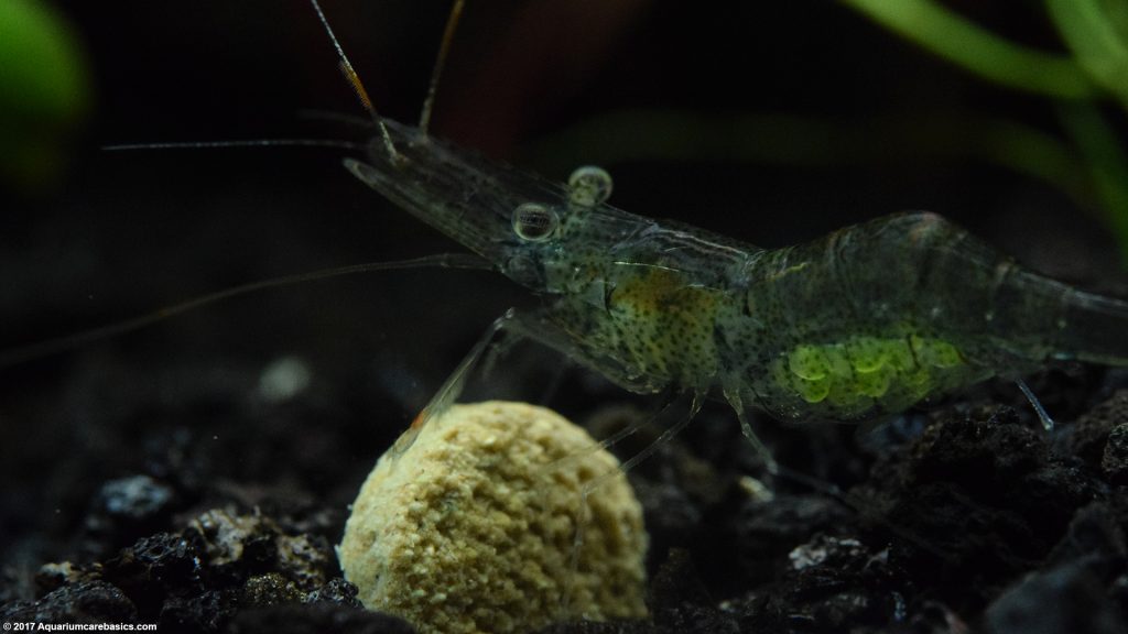 Ghost Shrimp Care, Food, Lifespan, Habitat - Video