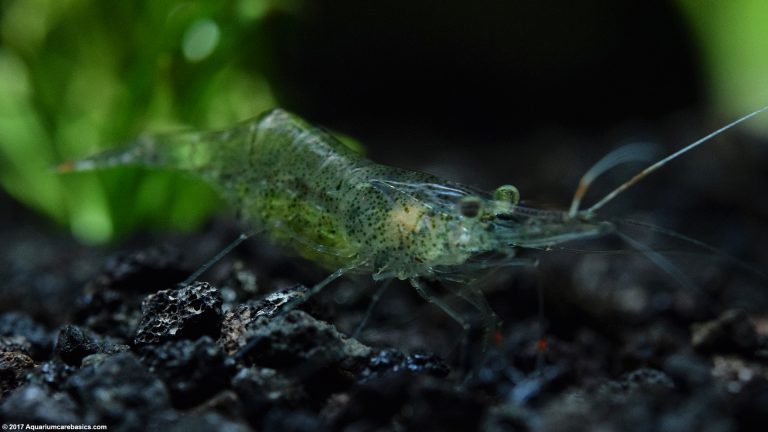 Ghost Shrimp Care, Food, Lifespan, Habitat - Video