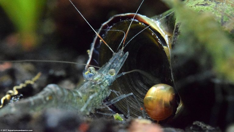 Ghost Shrimp Care, Food, Lifespan, Habitat - Video