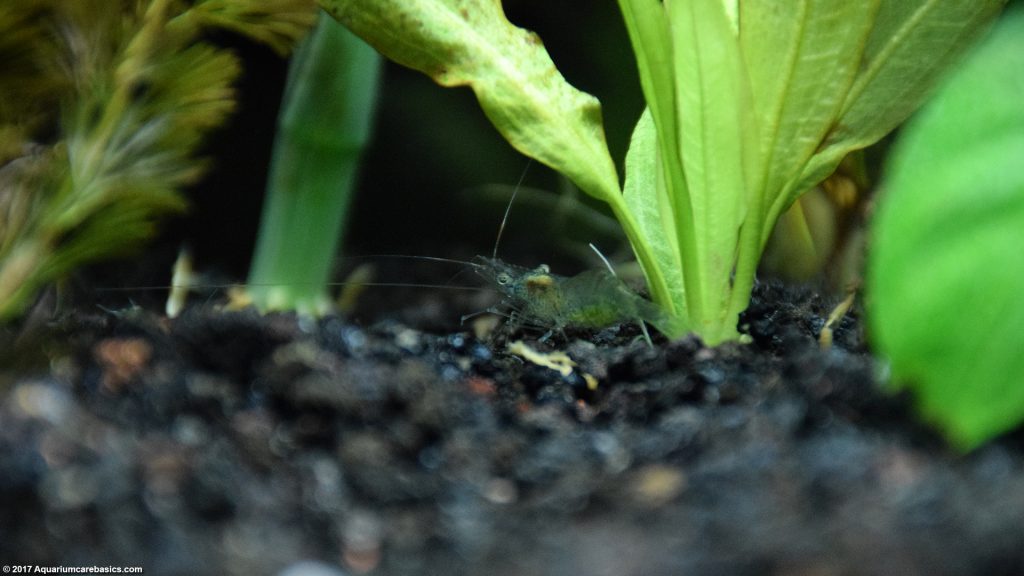 Ghost Shrimp Care, Food, Lifespan, Habitat - Video