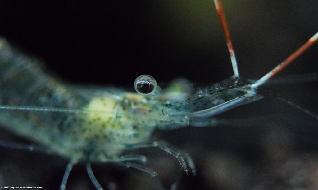 Ghost Shrimp Feeding Closeup In A Freshwater Tank