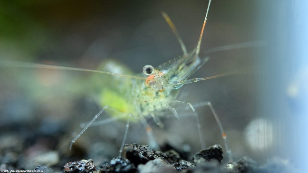 Ghost Shrimp Care, Food, Lifespan, Habitat - Video