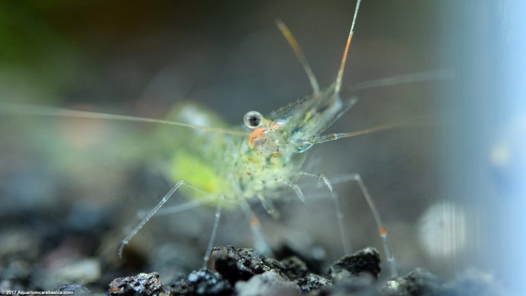 Ghost Shrimp Care, Food, Lifespan, Habitat - Video