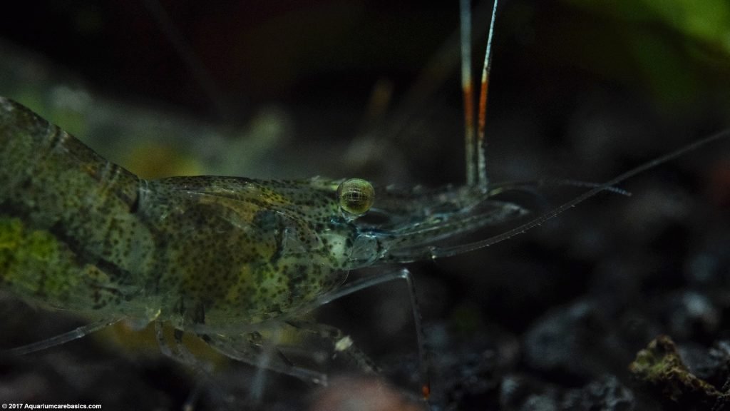 Ghost Shrimp Care, Food, Lifespan, Habitat - Video