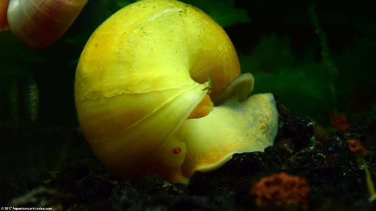 Gold Inca Snail Care, Feeding, Size, Tankmates & Lifespan