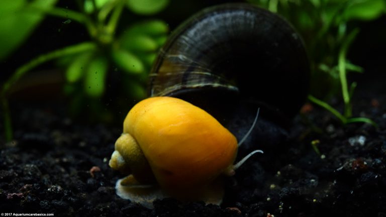 Gold Inca Snail Care, Feeding, Size, Tankmates & Lifespan