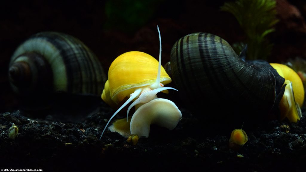 Gold Inca Snail Care, Feeding, Size, Tankmates & Lifespan