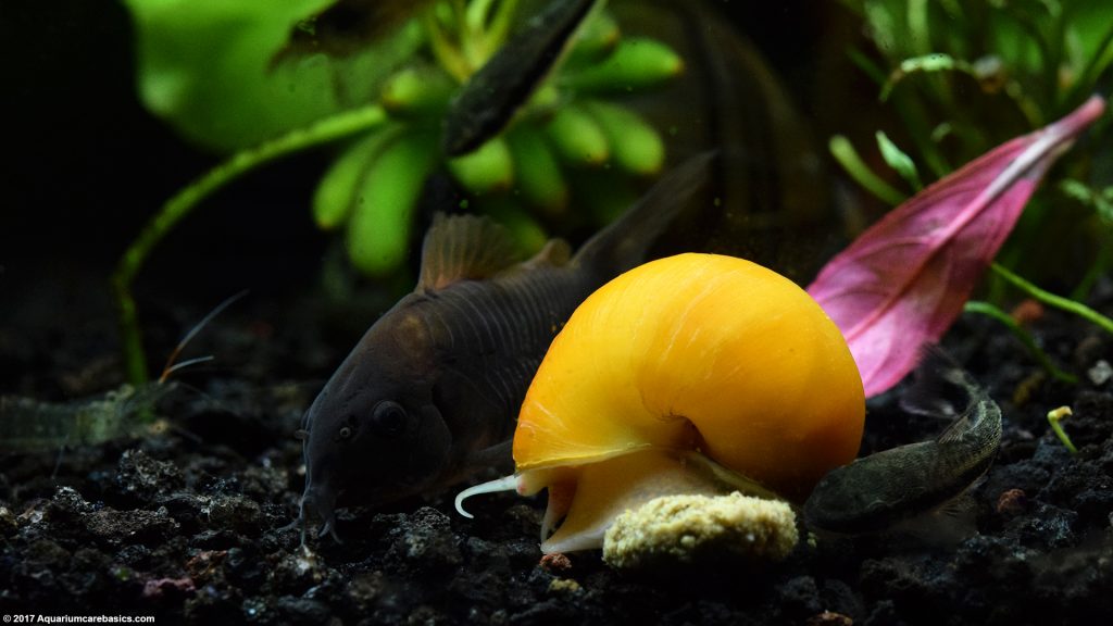 Gold Inca Snail Care, Feeding, Size, Tankmates & Lifespan