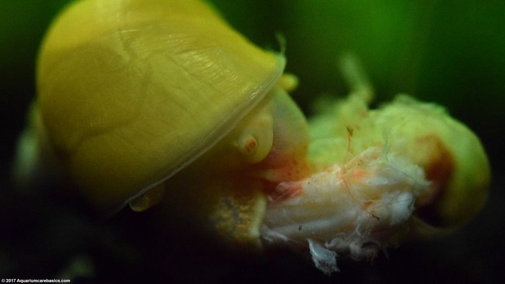 Freshwater Snails: Types Of Aquarium Snails Available In Stores