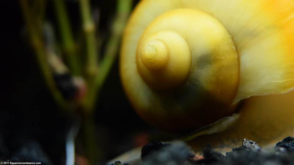 Gold Inca Snail Care, Feeding, Size, Tankmates & Lifespan