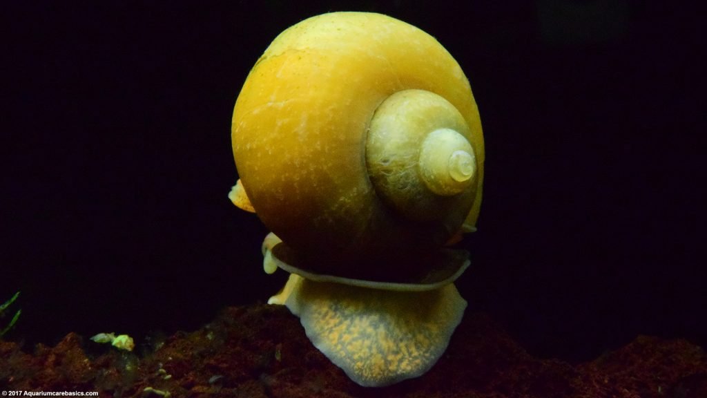 Freshwater Snails: Types Of Aquarium Snails Available In Stores
