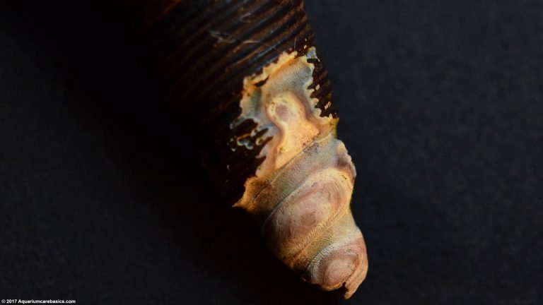 Rabbit Snail: Care, Breeding, Feeding, & Tankmates - Video