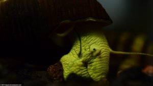 Rabbit Snail: Care, Breeding, Feeding, & Tankmates - Video