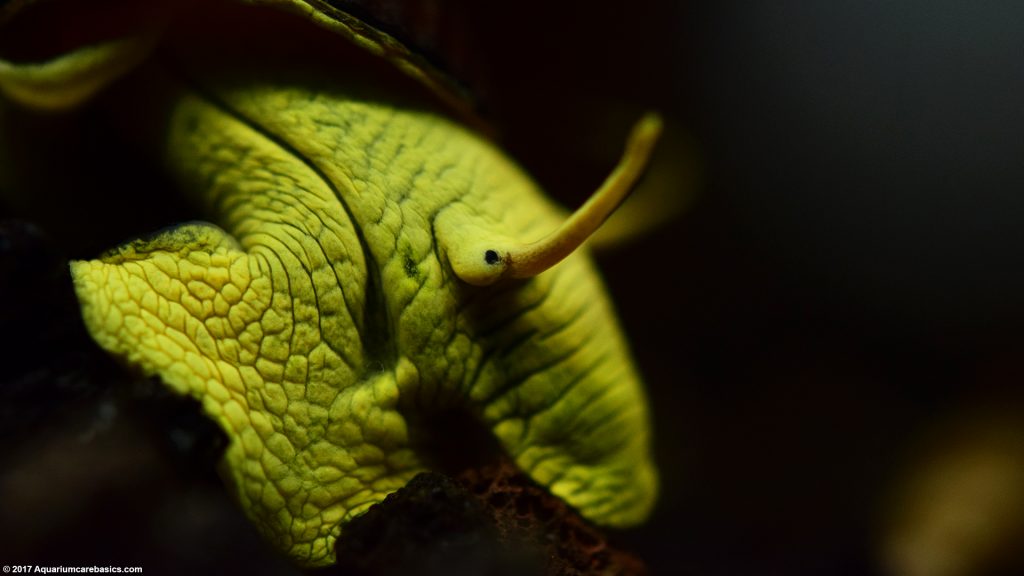 Rabbit Snail: Care, Breeding, Feeding, & Tankmates - Video