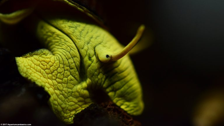 Rabbit Snail: Care, Breeding, Feeding, & Tankmates - Video