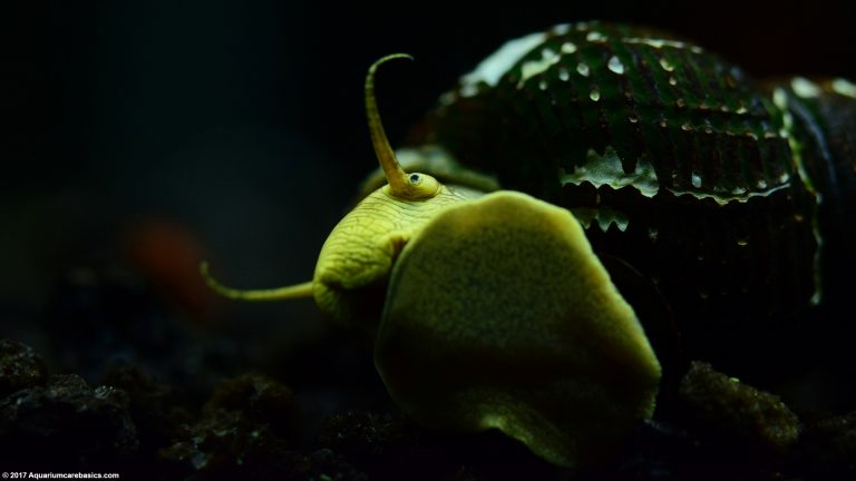 Rabbit Snail: Care, Breeding, Feeding, & Tankmates - Video