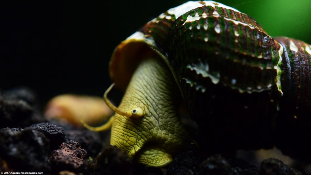 Rabbit Snail: Care, Breeding, Feeding, & Tankmates - Video