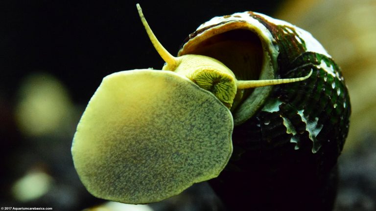 Rabbit Snail: Care, Breeding, Feeding, & Tankmates - Video