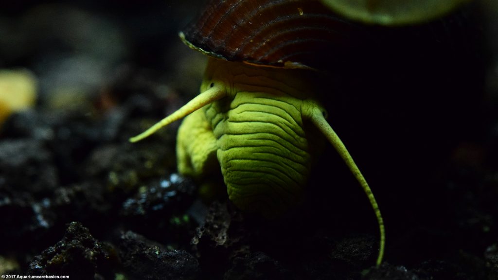 Rabbit Snail: Care, Breeding, Feeding, & Tankmates - Video