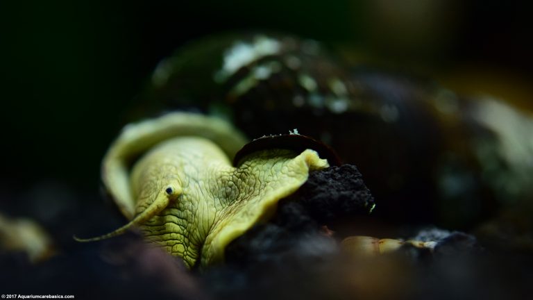 Rabbit Snail: Care, Breeding, Feeding, & Tankmates - Video