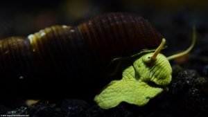 Rabbit Snail: Care, Breeding, Feeding, & Tankmates - Video