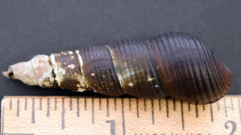 Rabbit Snail: Care, Breeding, Feeding, & Tankmates - Video