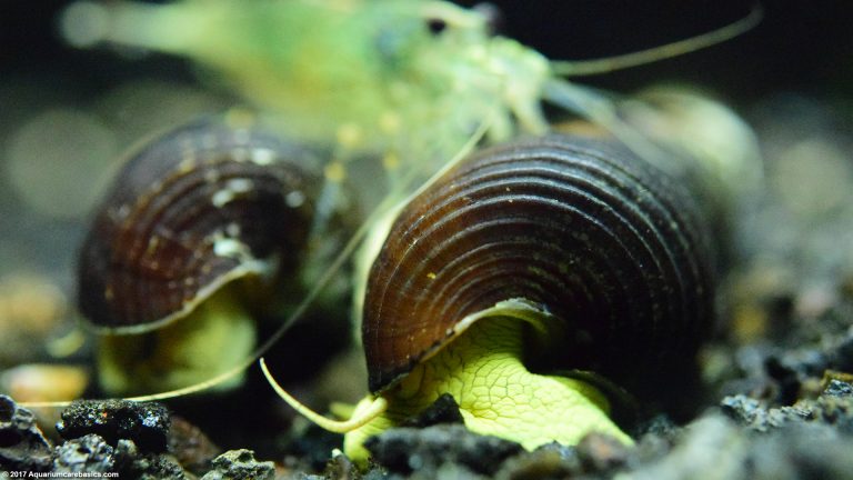 Rabbit Snail: Care, Breeding, Feeding, & Tankmates - Video