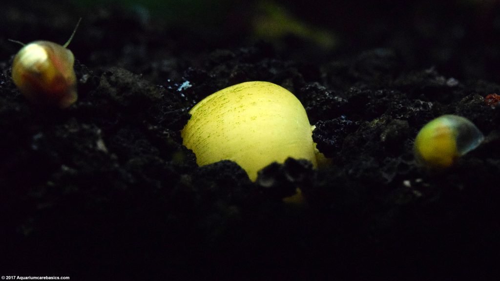 Gold Inca Snail Care, Feeding, Size, Tankmates & Lifespan