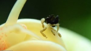 Ivory Snail: Care, Size, Color, Diet, Lifespan & Tank Mates