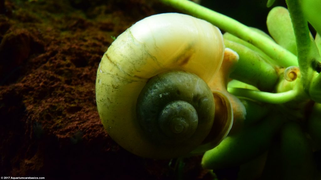 Ivory Snail: Care, Size, Color, Diet, Lifespan & Tank Mates