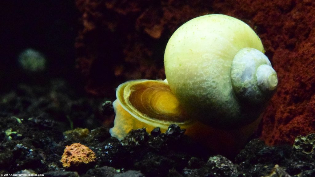 Ivory Snail: Care, Size, Color, Diet, Lifespan & Tank Mates